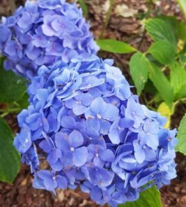 Hydrangea macrophylla 'Mathilde Gutges' - Lambley Nursery