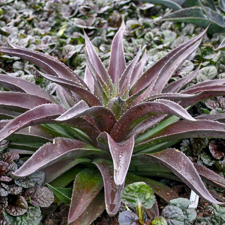 Plants Archives - Page 3 of 23 - Lambley Nursery